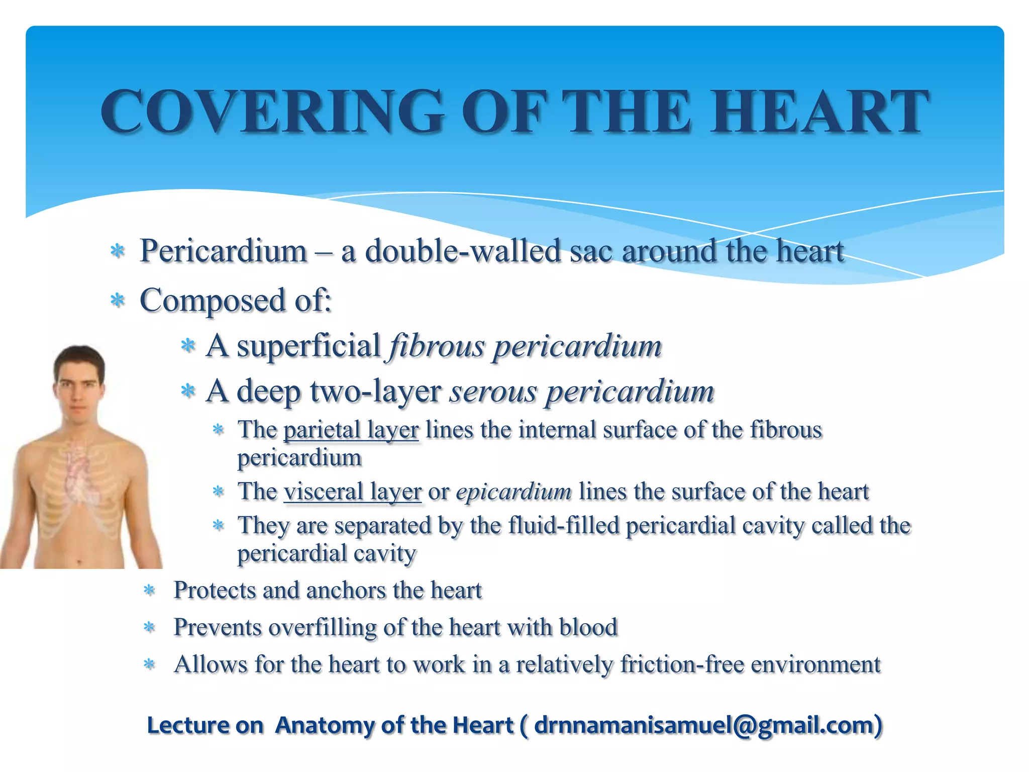 Anatomy of the Heart | PPTX