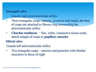Anatomy of the Heart | PPTX
