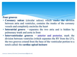 Anatomy of the Heart | PPTX