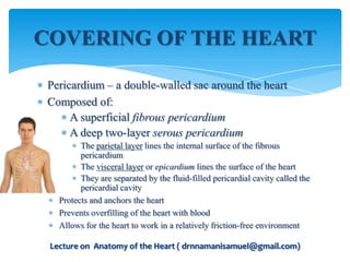Anatomy of the Heart | PPTX