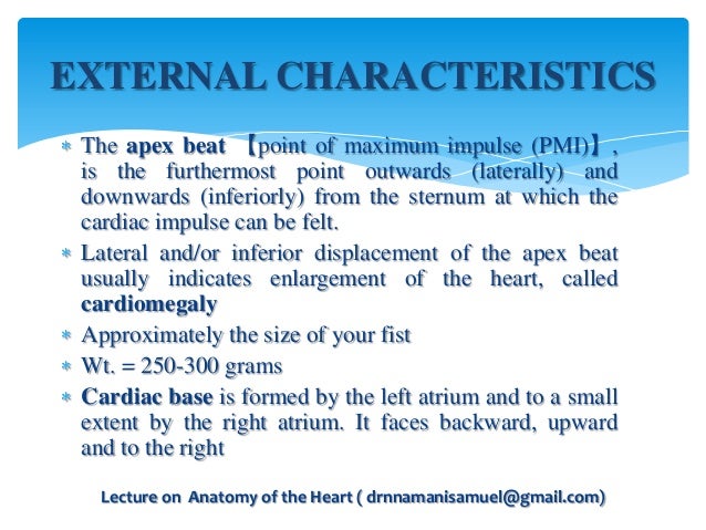 Anatomy of the Heart