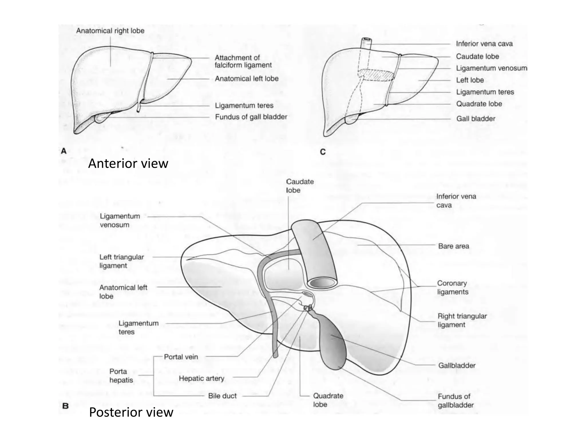 ANATOMY HEPATOBILIARY.pptx
