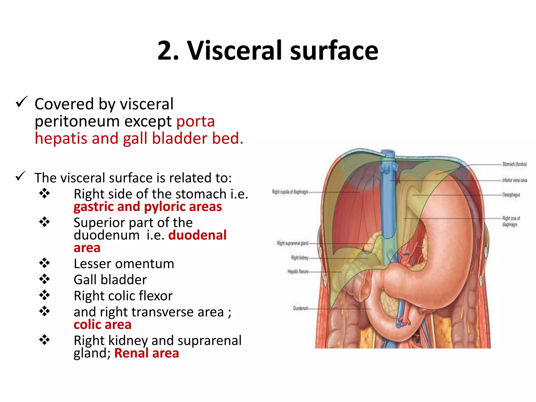 ANATOMY HEPATOBILIARY.pptx