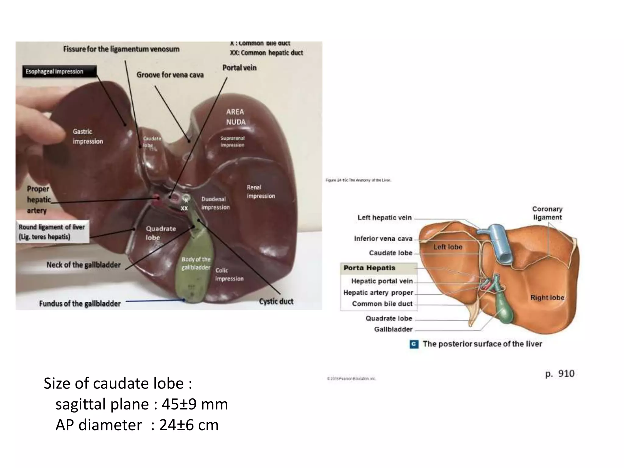 ANATOMY HEPATOBILIARY.pptx