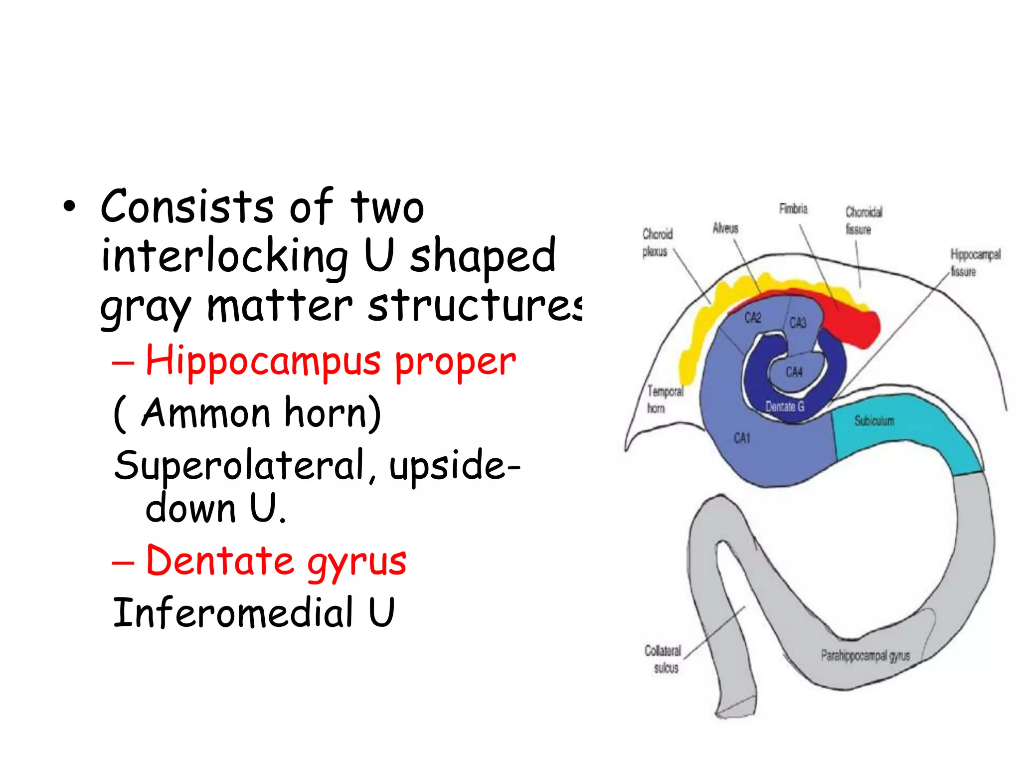 Anatomy of hippocampus ( radiology ) | PPTX