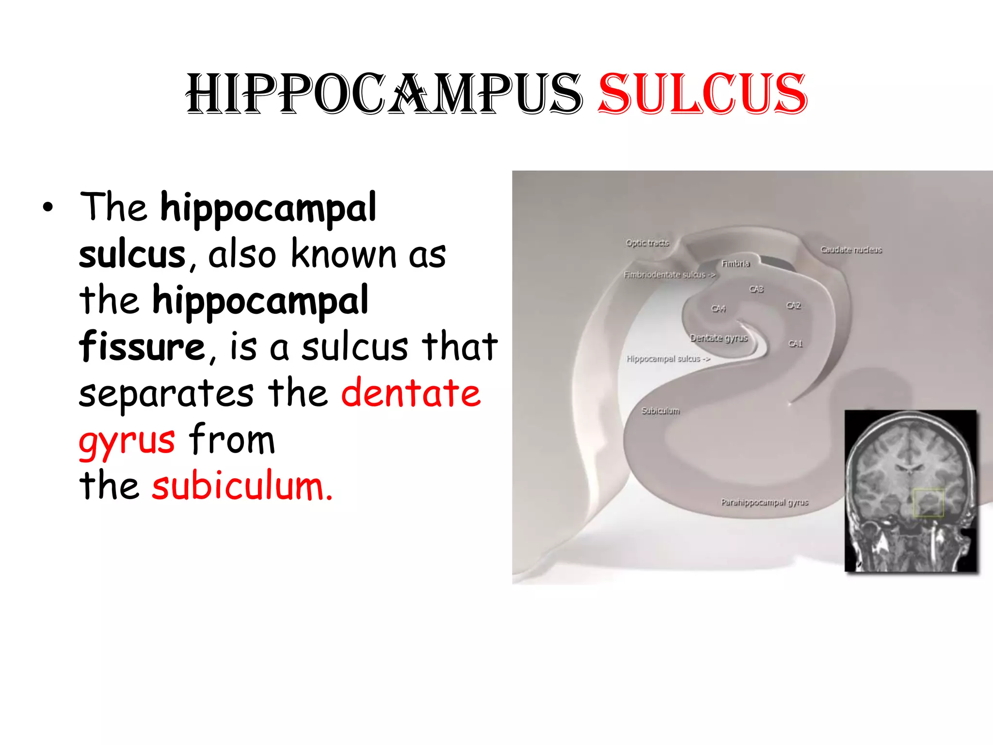 Anatomy of hippocampus ( radiology ) | PPTX