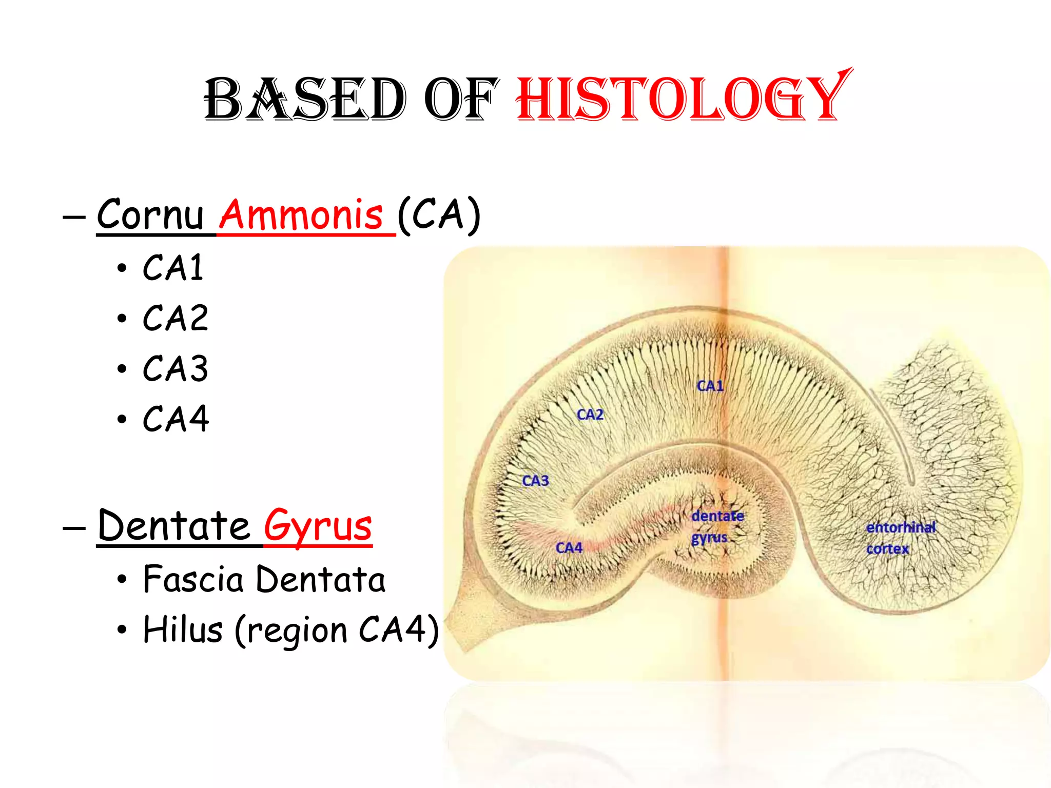 Anatomy of hippocampus ( radiology ) | PPTX