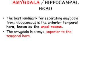 Anatomy of hippocampus ( radiology ) | PPTX