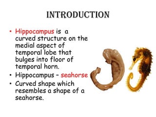 Anatomy of hippocampus ( radiology ) | PPTX