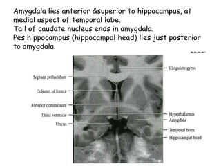 Anatomy of hippocampus ( radiology ) | PPTX