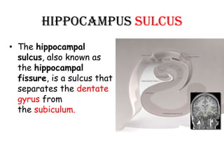 Anatomy of hippocampus ( radiology ) | PPTX