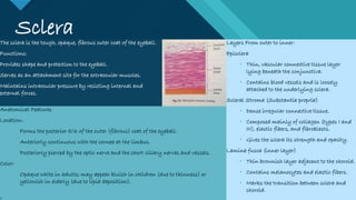 Anatomy & History Taking of the ophthalmology | PDF
