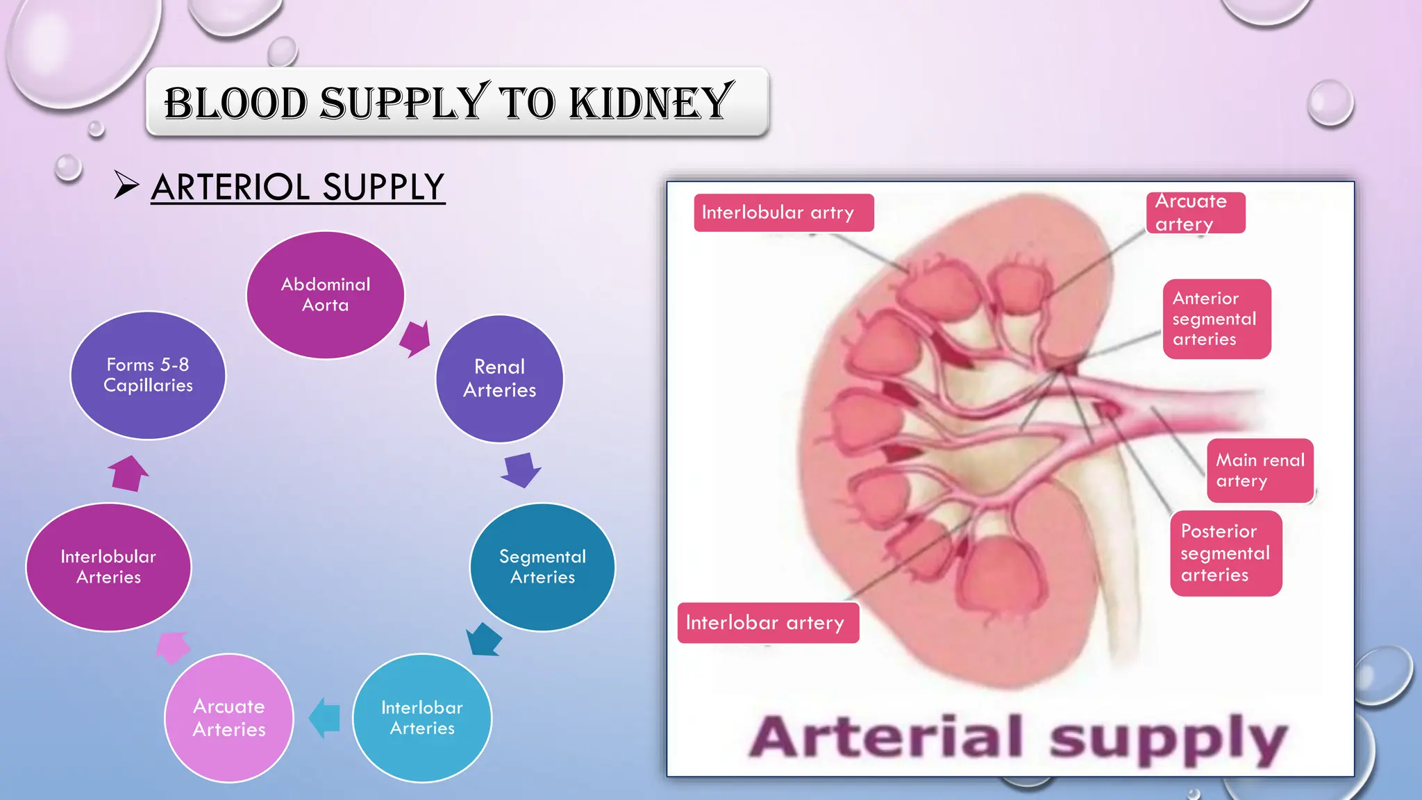 Anatomy Human Kidney by Aiman Hayat.pdf