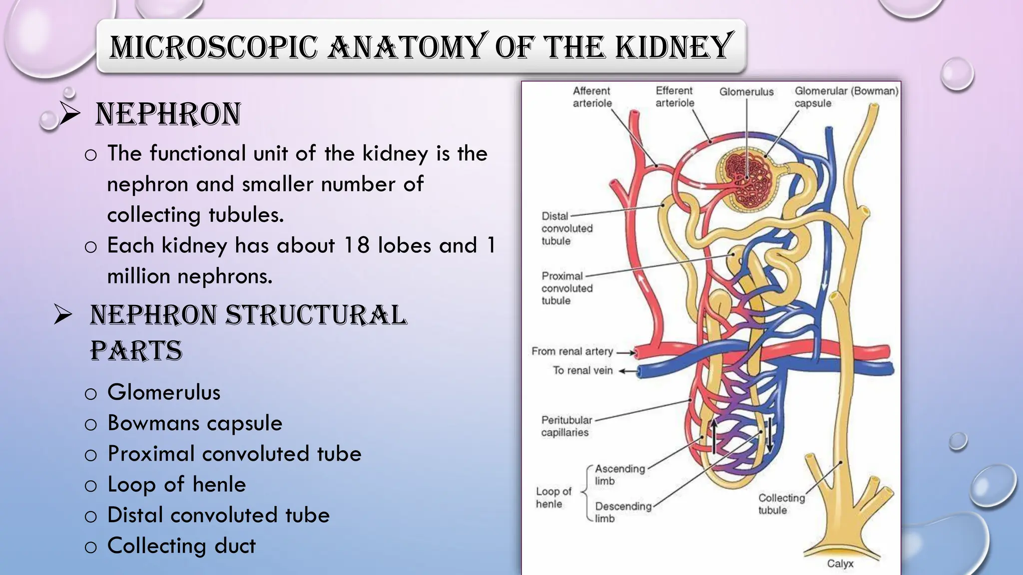 Anatomy Human Kidney by Aiman Hayat.pdf