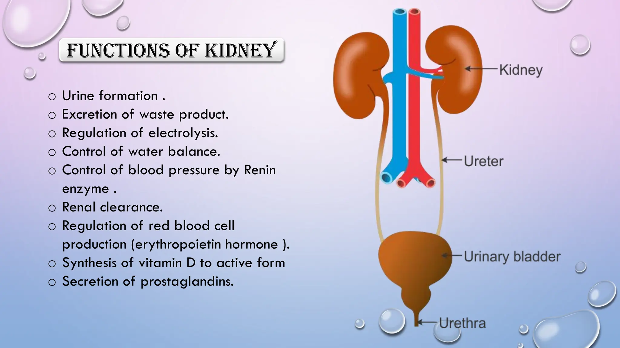 Anatomy Human Kidney by Aiman Hayat.pdf