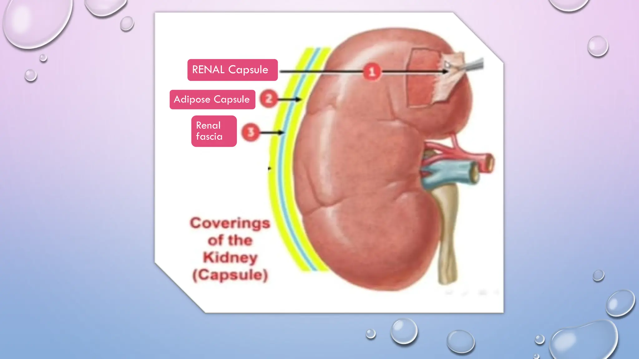 Anatomy Human Kidney by Aiman Hayat.pdf