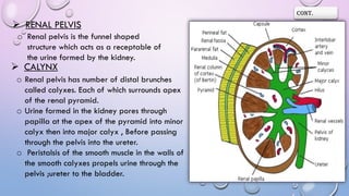 Anatomy Human Kidney by Aiman Hayat.pdf