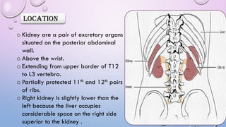 Anatomy Human Kidney by Aiman Hayat.pdf