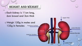 Anatomy Human Kidney by Aiman Hayat.pdf