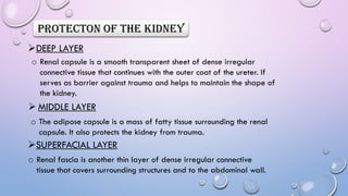 Anatomy Human Kidney by Aiman Hayat.pdf