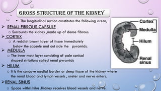 Anatomy Human Kidney by Aiman Hayat.pdf