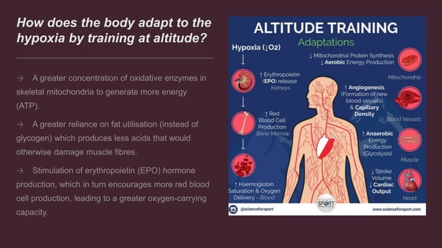 Anatomy I - Presentation.pptx High altitude training | PPTX