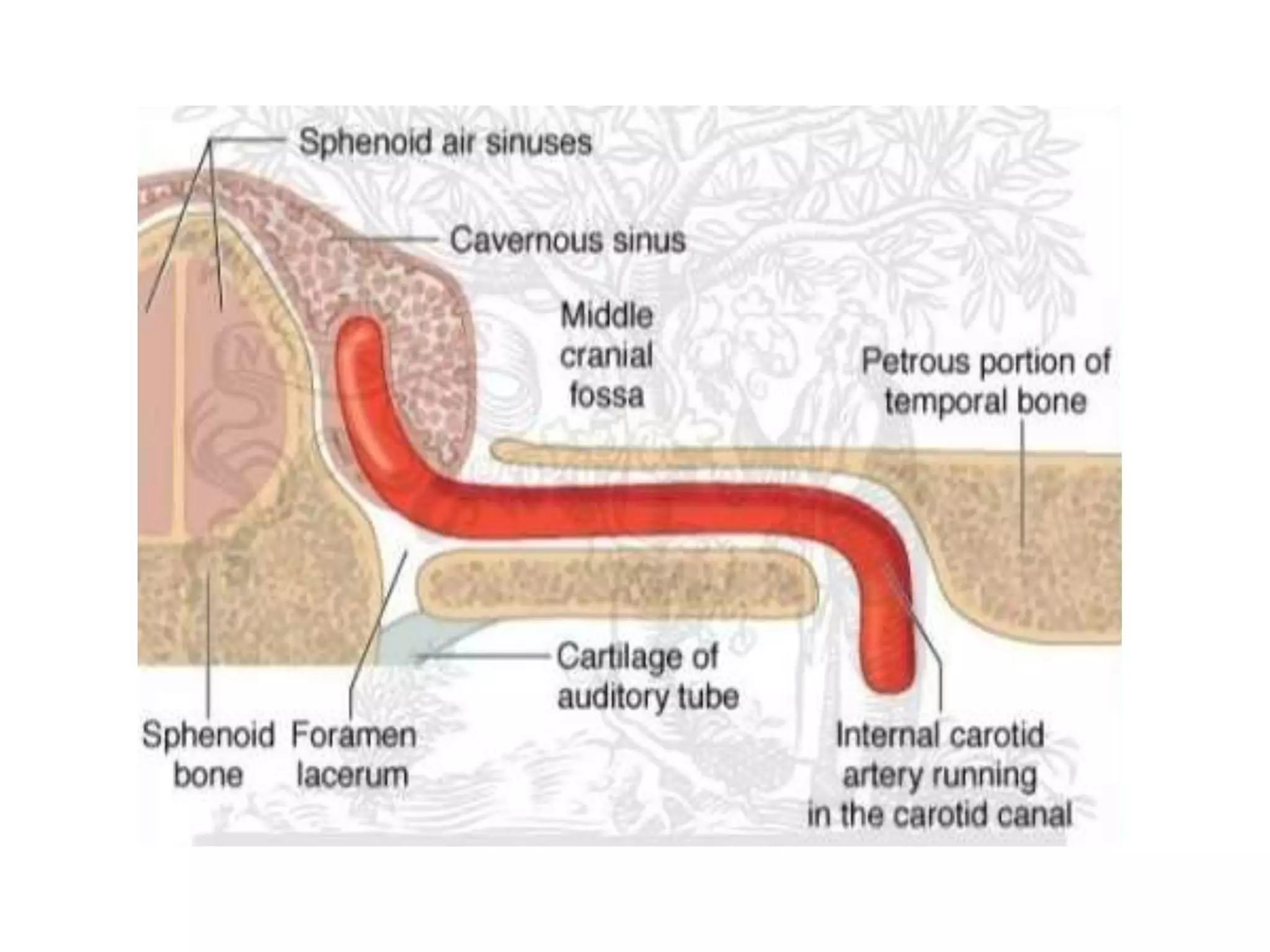 Interventional Neuroradiology: Anatomy of the internal carotid artery ...