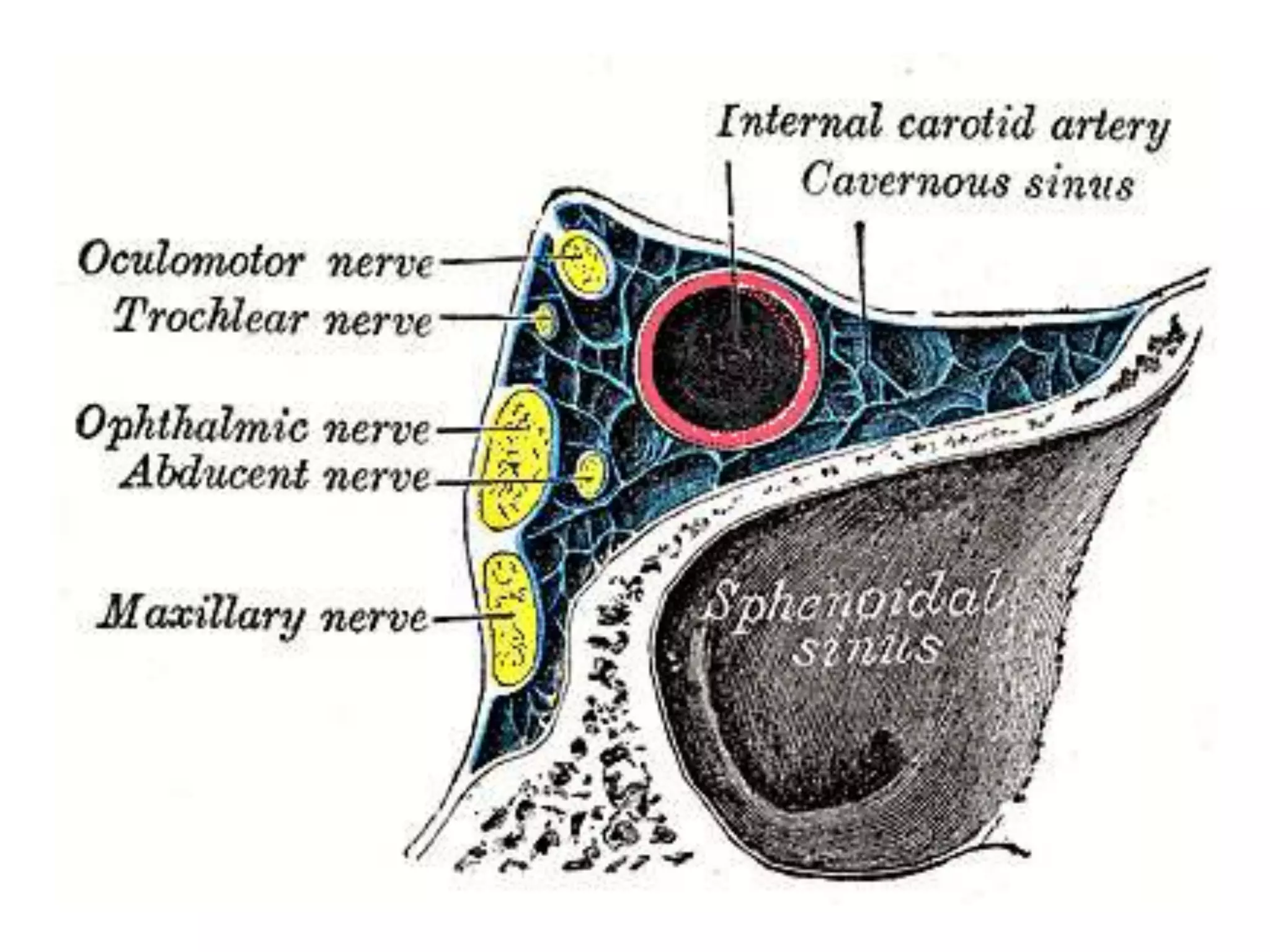 Interventional Neuroradiology: Anatomy of the internal carotid artery ...