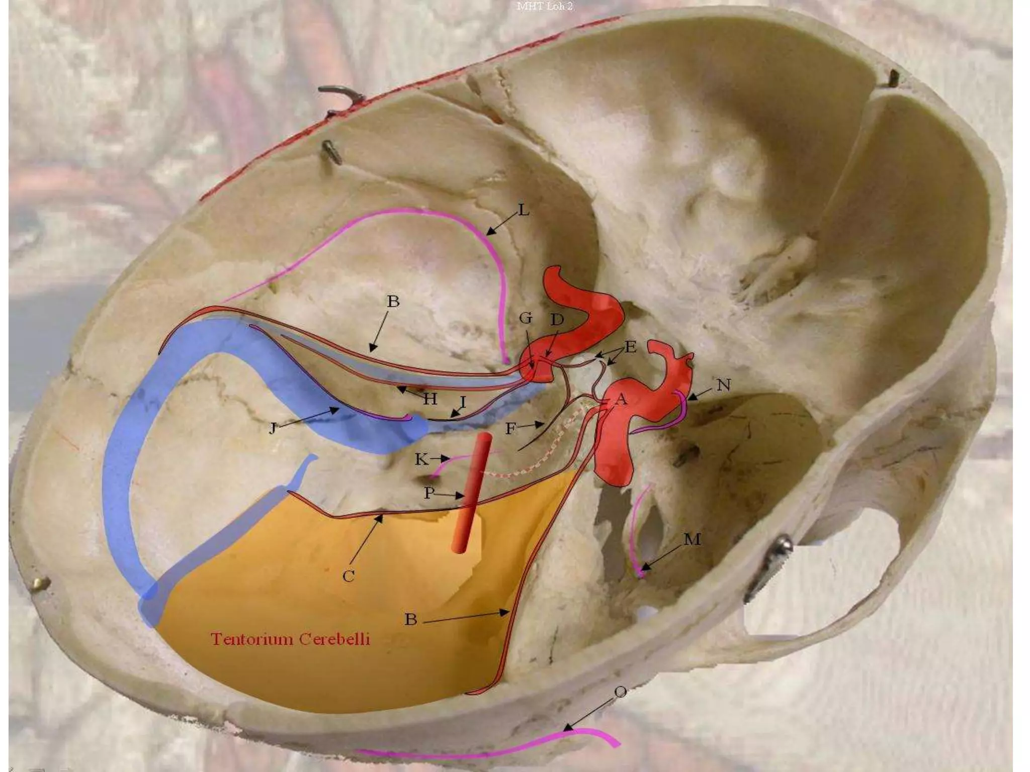 Interventional Neuroradiology: Anatomy of the internal carotid artery ...