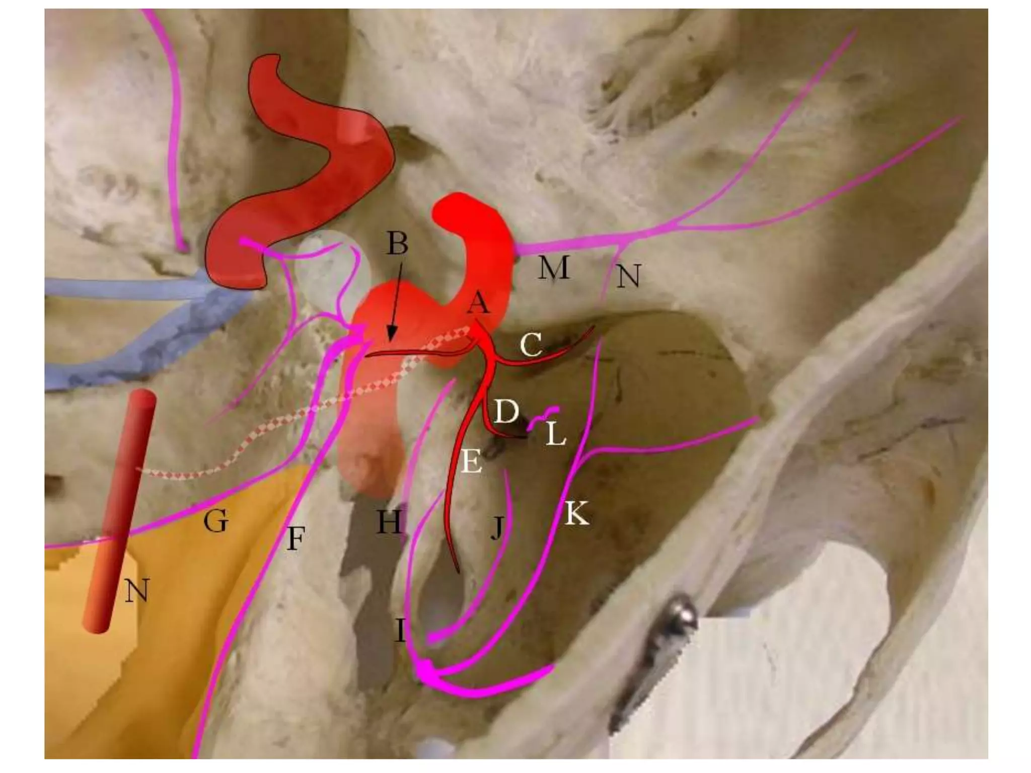 Interventional Neuroradiology: Anatomy of the internal carotid artery ...
