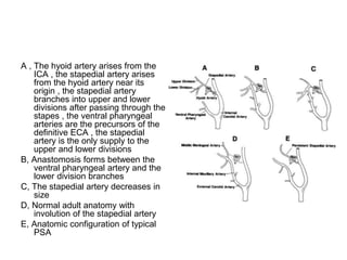 Interventional Neuroradiology: Anatomy of the internal carotid artery ...