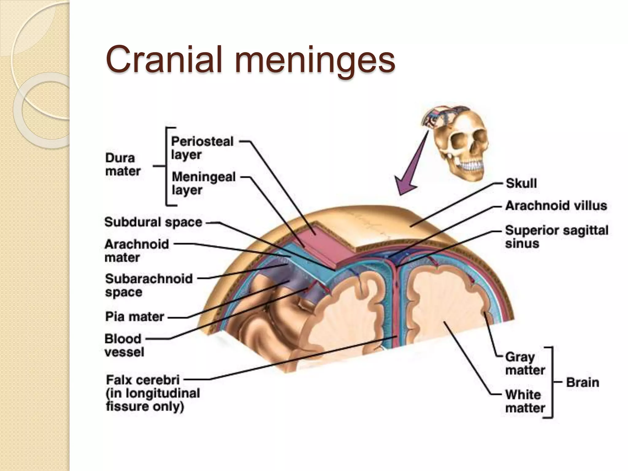 Anatomy icp dtt | PPTX