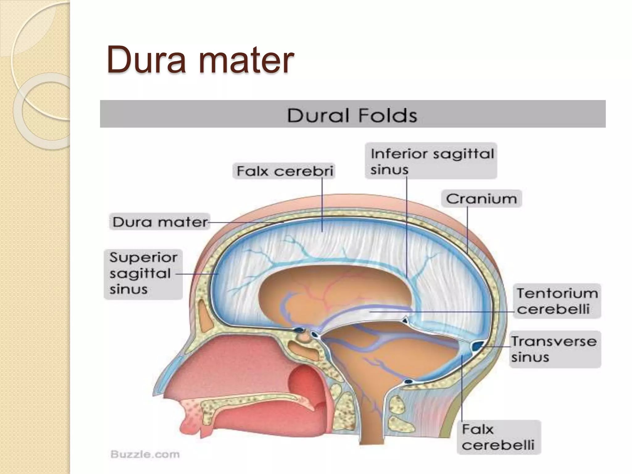 Anatomy icp dtt | PPTX