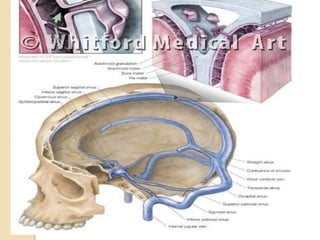 Anatomy icp dtt | PPTX