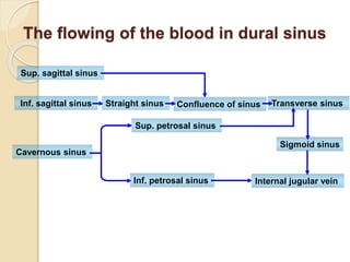 Anatomy icp dtt | PPTX
