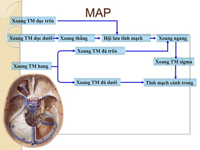 Anatomy icp dtt | PPTX