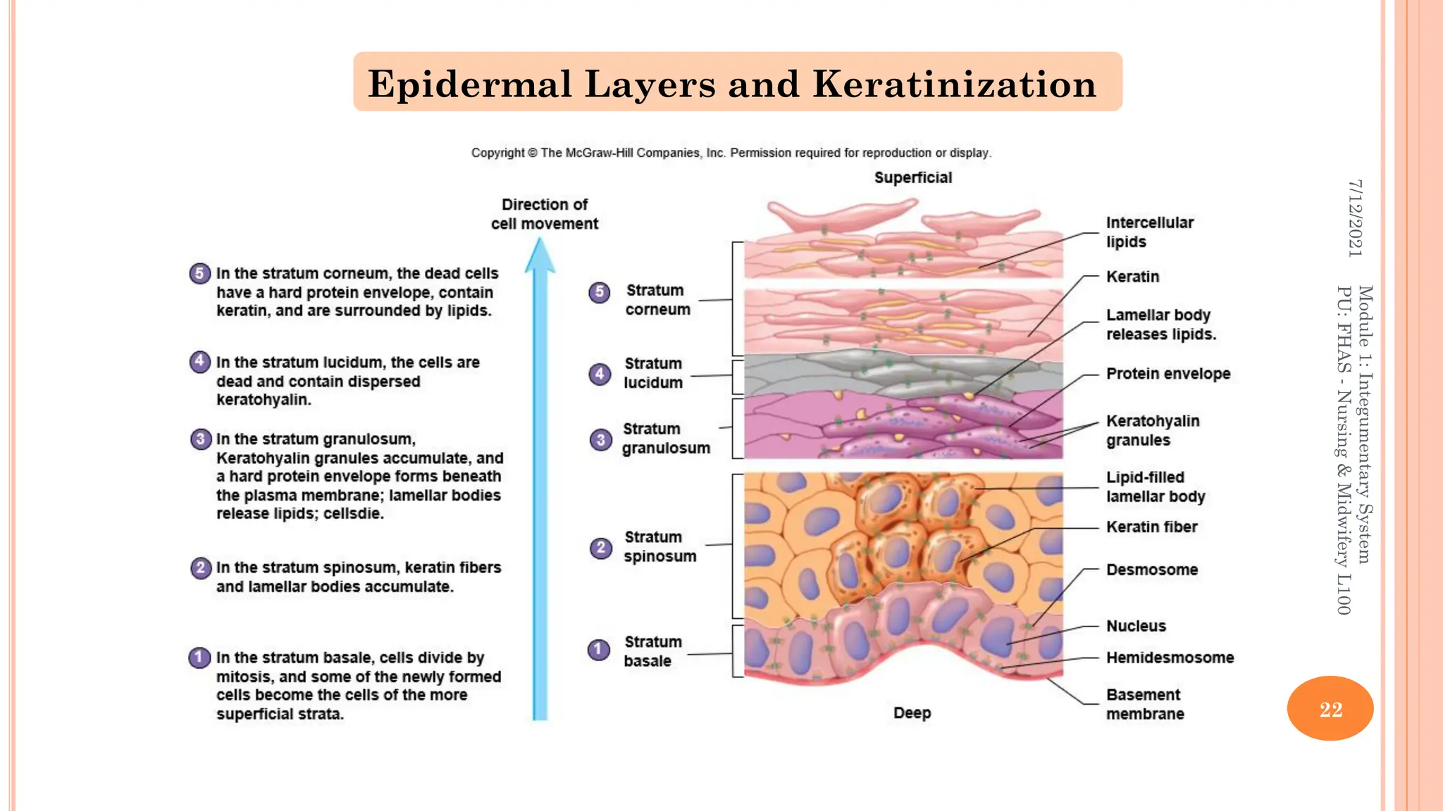 Anatomy II - Module 1- Student- Integumentary System-2021_075431.pdf