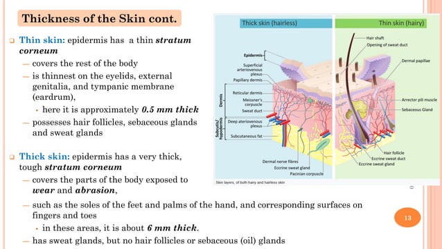 Anatomy II - Module 1- Student- Integumentary System-2021_075431.pdf