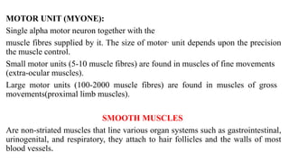 ANATOMY IN MUSCULAR SYSTEMS 01-1. pptx | PPTX