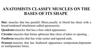ANATOMY IN MUSCULAR SYSTEMS 01-1. pptx | PPTX