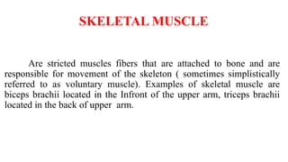 ANATOMY IN MUSCULAR SYSTEMS 01-1. pptx | PPTX