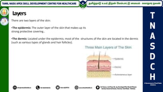 Anatomy Integumentary system.pptx