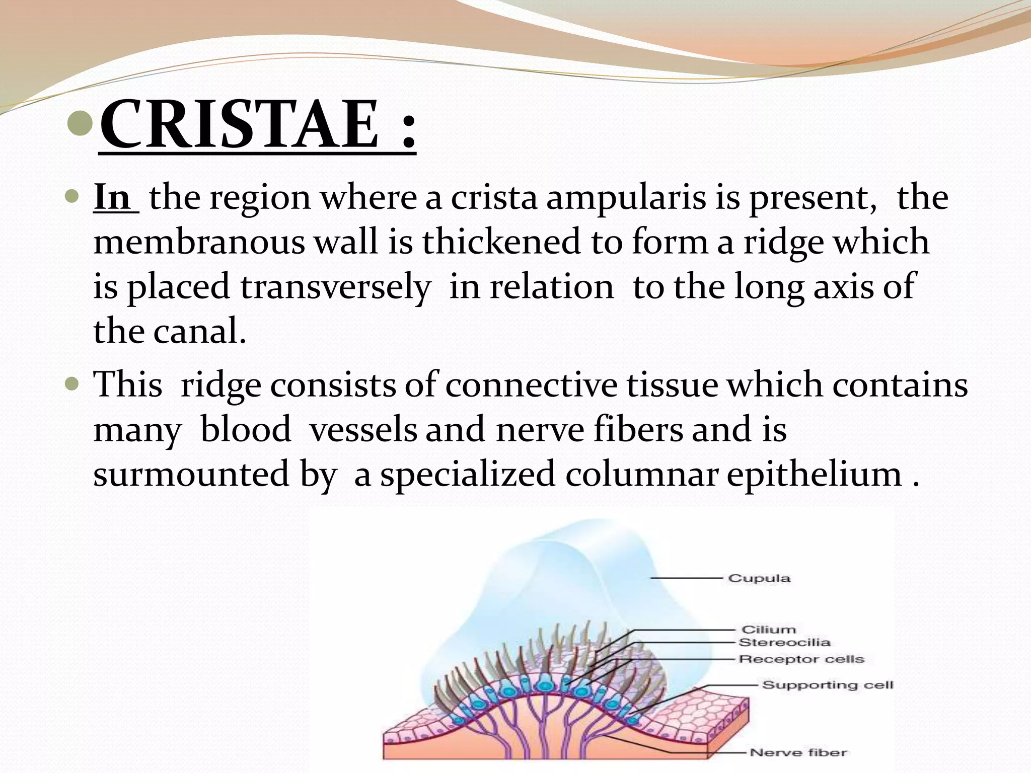 Anatomy internal ear | PPTX