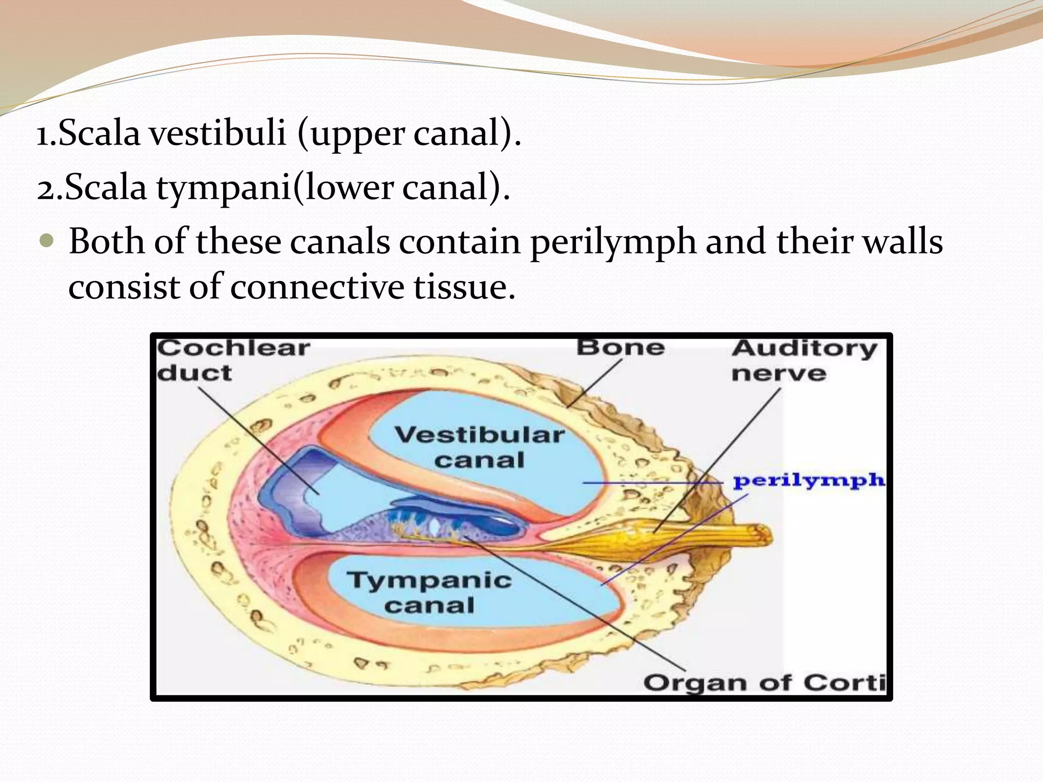 Anatomy internal ear | PPTX