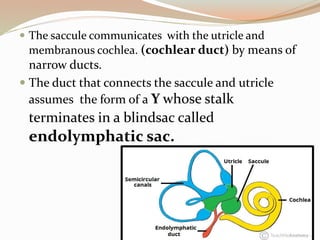 Anatomy internal ear | PPTX