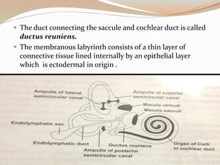 Anatomy internal ear | PPTX