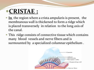 Anatomy internal ear | PPTX