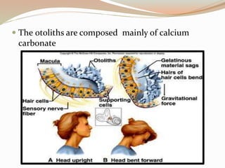 Anatomy internal ear | PPTX