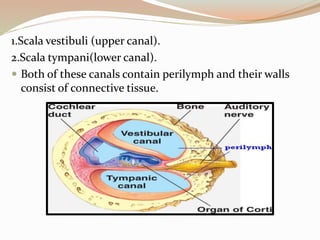 Anatomy internal ear | PPTX