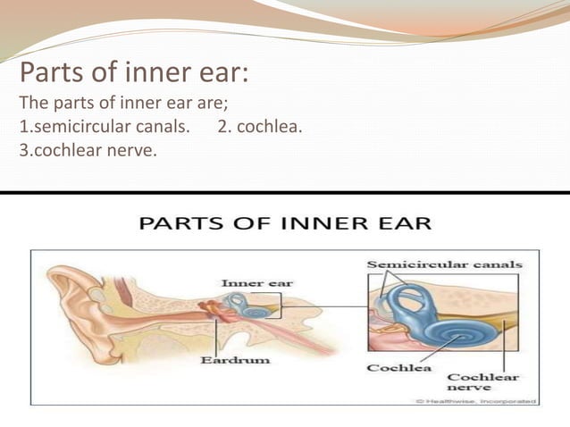 Anatomy internal ear | PPT